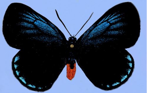 St. Lucie atala butterfly conservation program awarded national ...