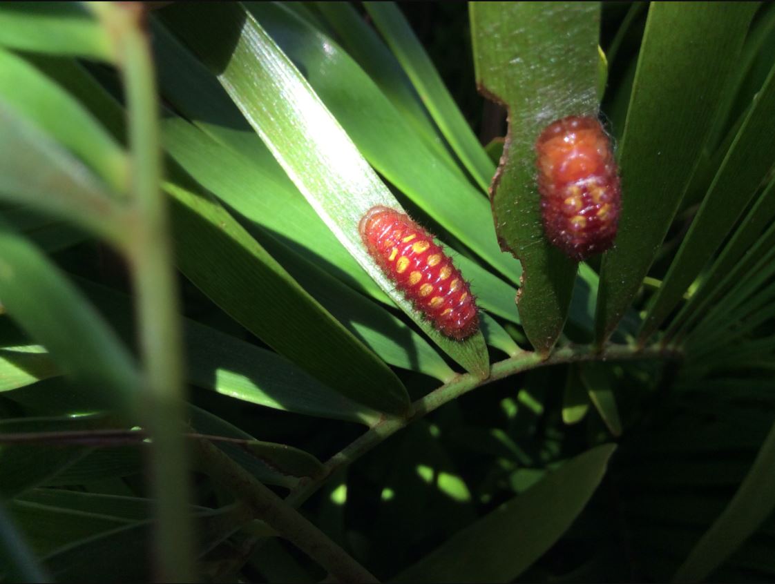 St. Lucie atala butterfly conservation program awarded national ...