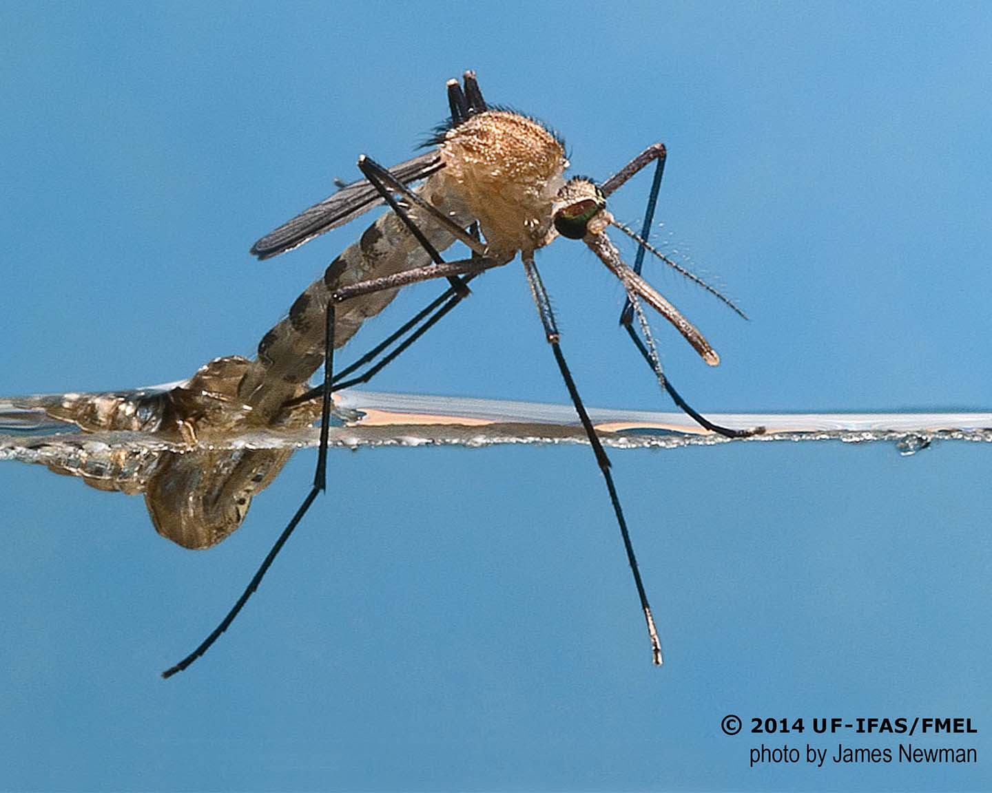 UF/IFAS study finds mosquitoes bite manatees, making them vulnerable to ...