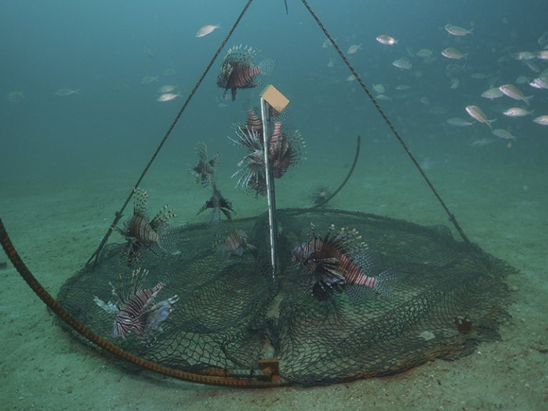 Simple trap effective against invasive lionfish, study shows - News