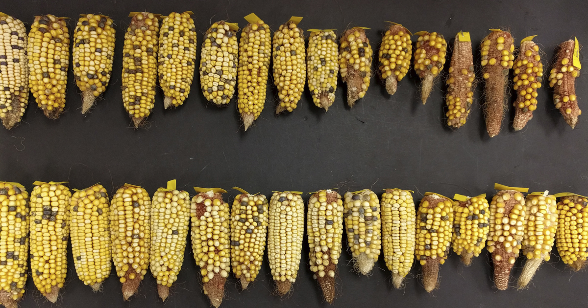 UF researchers develop corn that can weather warming planet - News