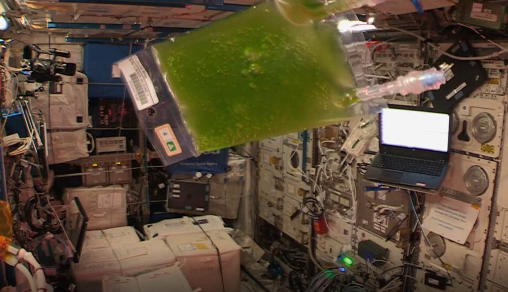 Superfood goes to space - News