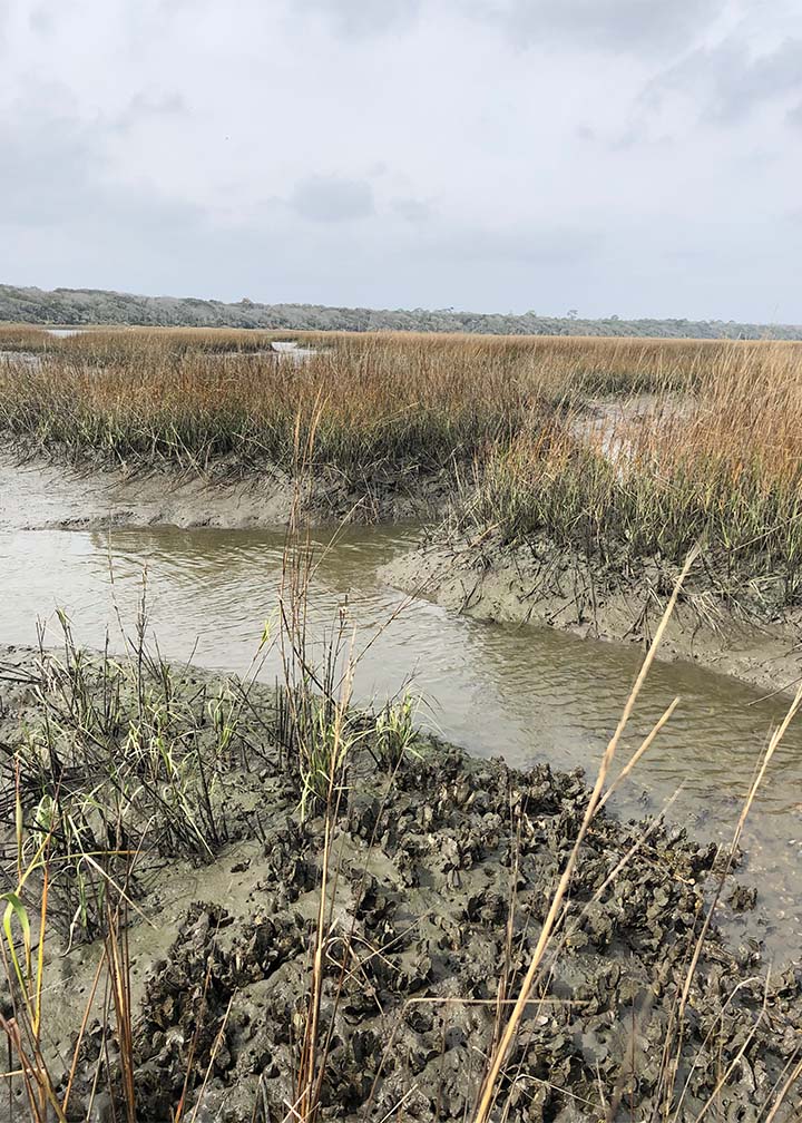 Shellfish may improve water quality in north Florida estuary - News