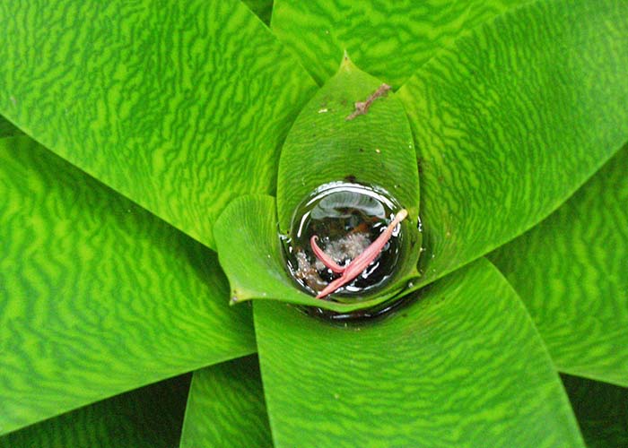 Container mosquitoes on your property? UF/IFAS scientists help you ...