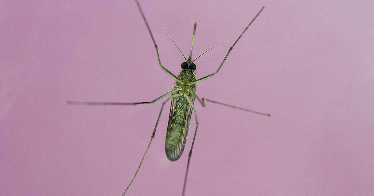 As climates change, prepare for more mosquitoes in winter, new study ...