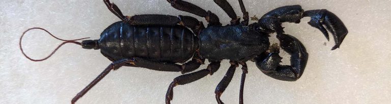 Come across this giant whip scorpion in your area? UF/IFAS expert ...