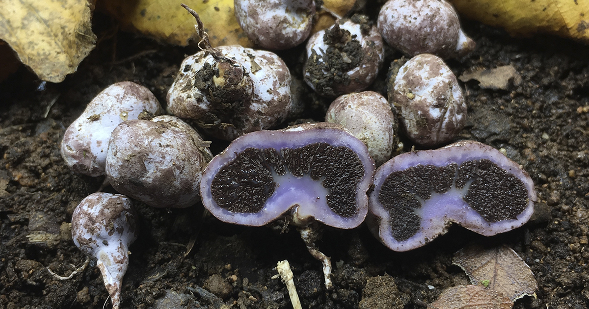 The early bird gets…the truffle? UF researchers show birds hunt for the ...