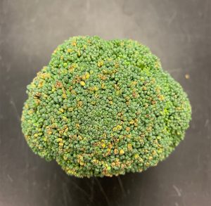 Fighting food waste: Researchers identify broccoli genes that affect ...