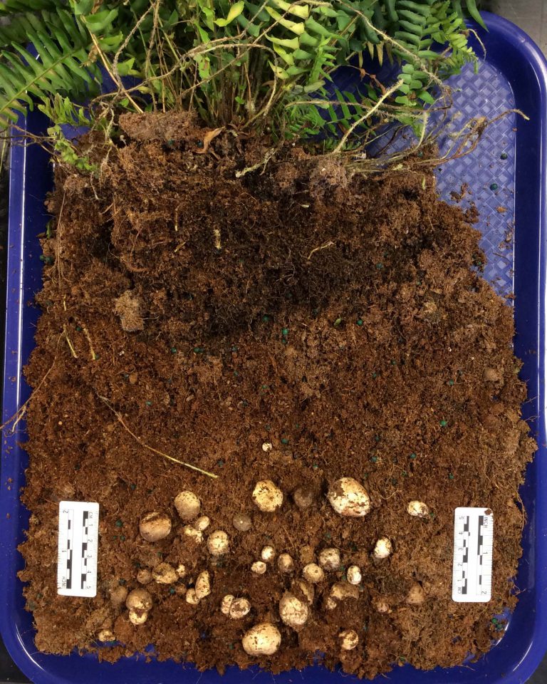 New fungus brings truffle-like fungi, wilting leaves, unpleasant smell ...