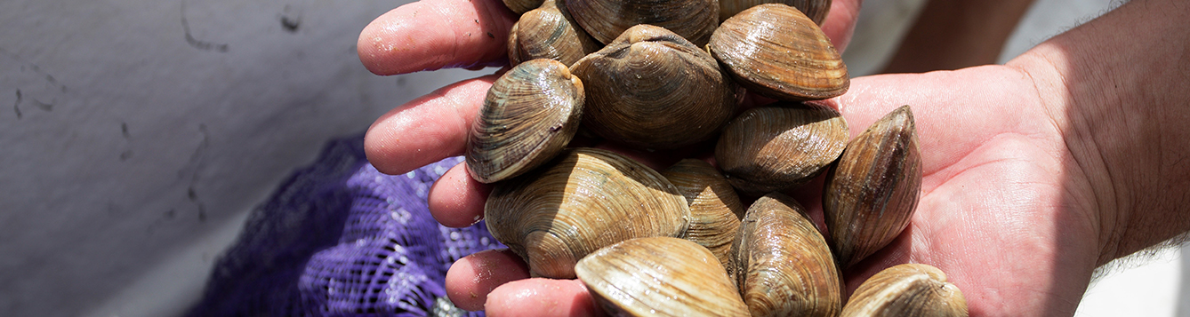 UF/IFAS awarded grant to boost shellfish aquaculture industry, water ...