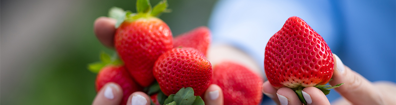 In the heart of Florida’s strawberry season, an expert explains why ...