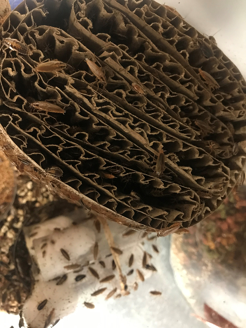 Study finds insecticide-resistant cockroaches healthier than non ...