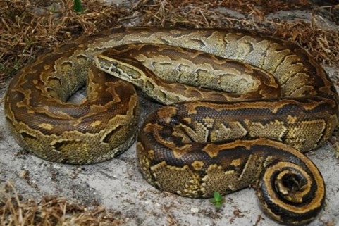 UF/IFAS, SFWMD ask residents to identify, report invasive snakes - News
