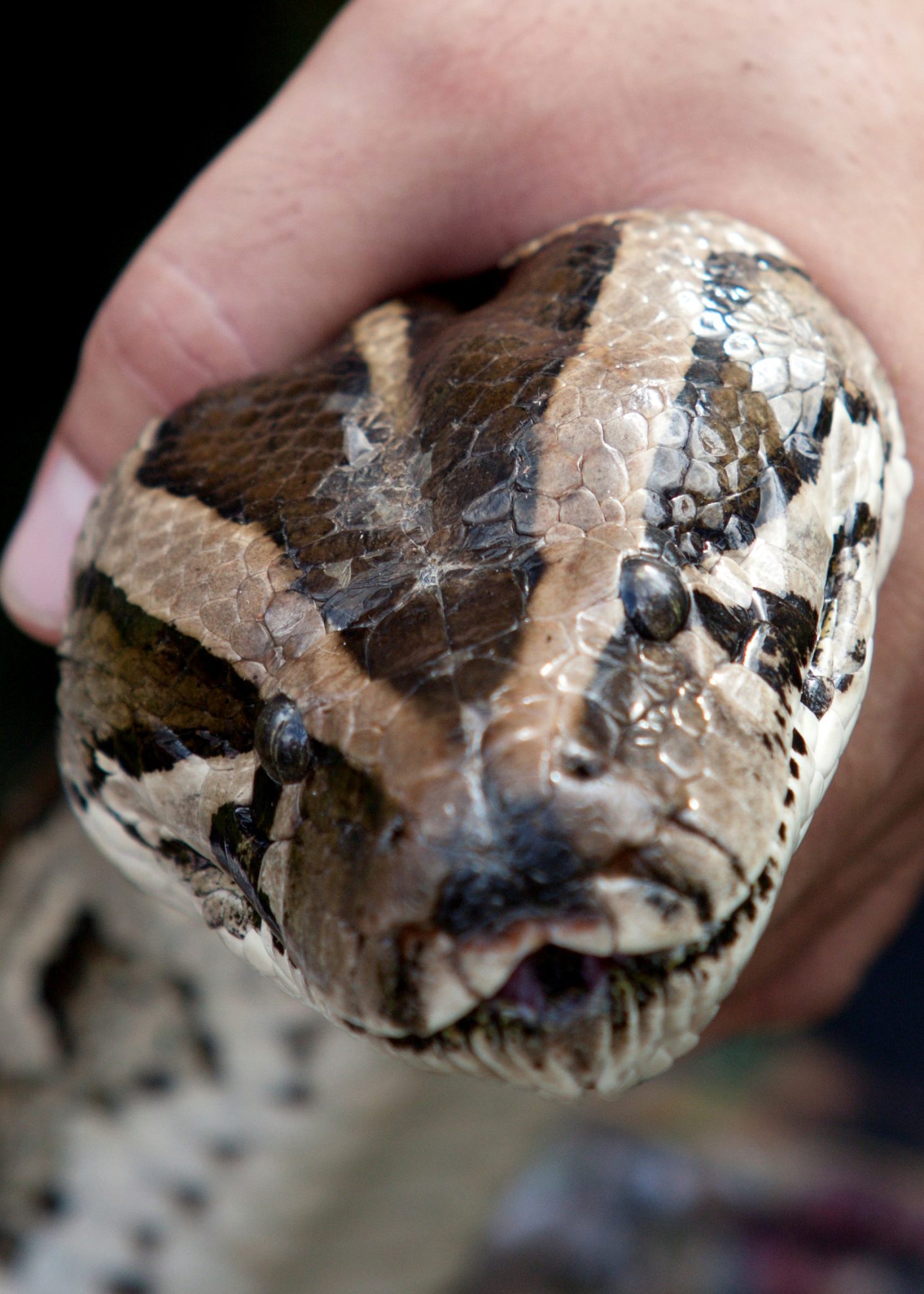 UF/IFAS, SFWMD ask residents to identify, report invasive snakes - News