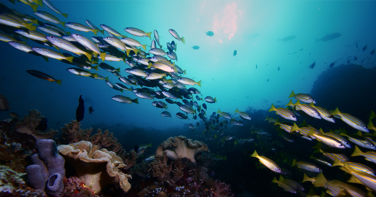 From ‘boops’ to ‘unks,’ how scientists are using fish sounds to ...