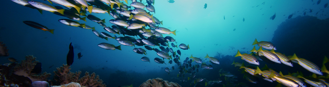 From ‘boops’ to ‘unks,’ how scientists are using fish sounds to ...