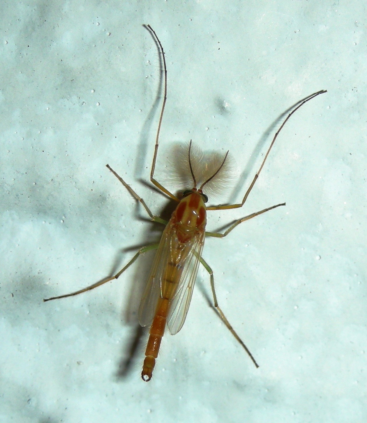 UF/IFAS expert explains what to expect when midges invade your pond ...