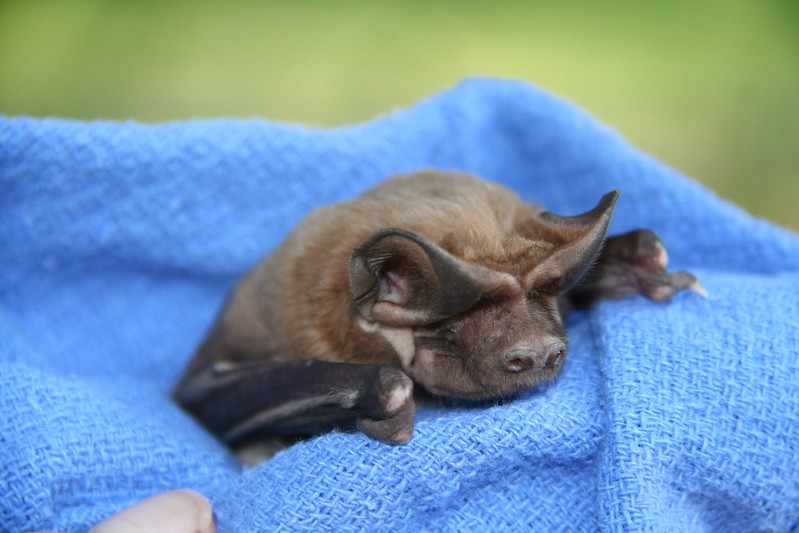 UF/IFAS expert: Don’t disturb bats during maternity season - News