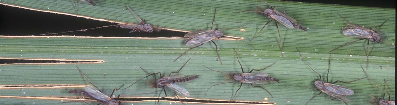 UF/IFAS expert explains what to expect when midges invade your pond ...