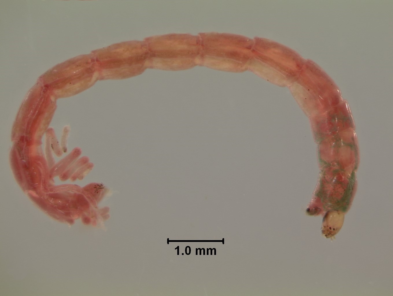 UF/IFAS expert explains what to expect when midges invade your pond ...