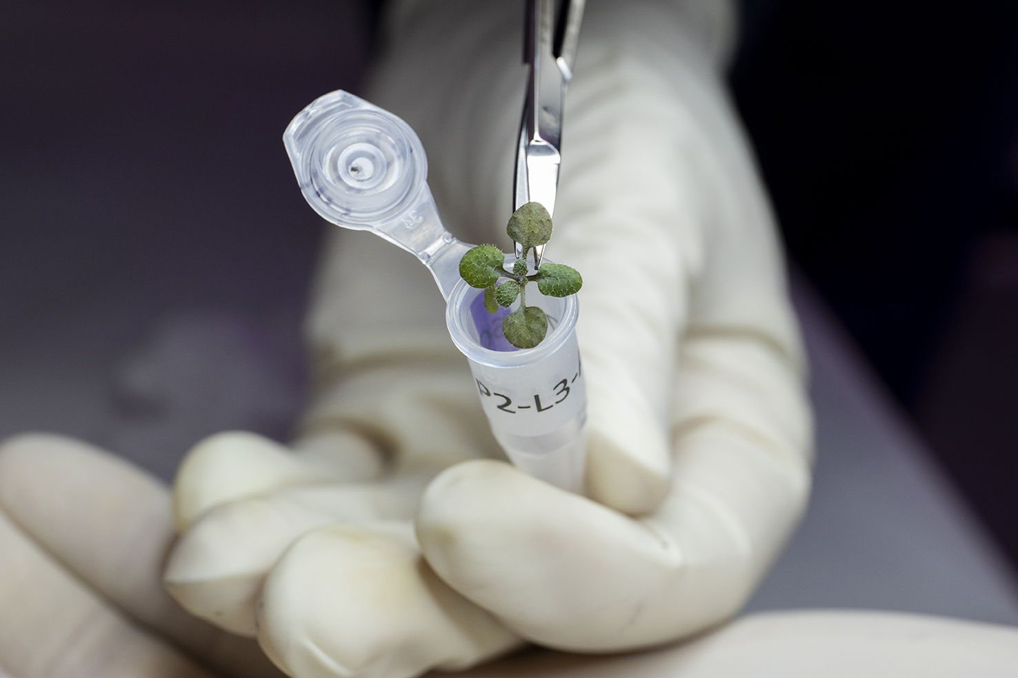 A first: Scientists grow plants in soil from the Moon - News