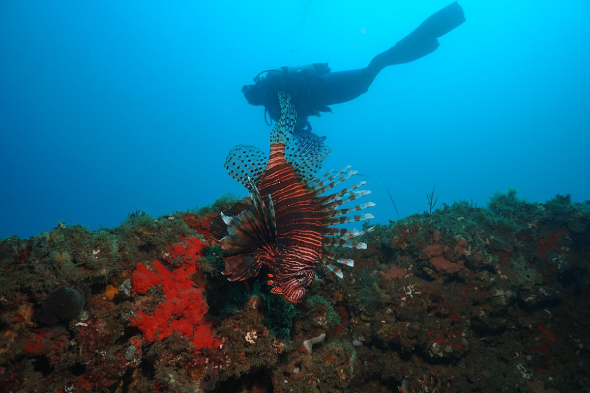 A new study outlines the do’s and don’ts of managing invasive lionfish ...