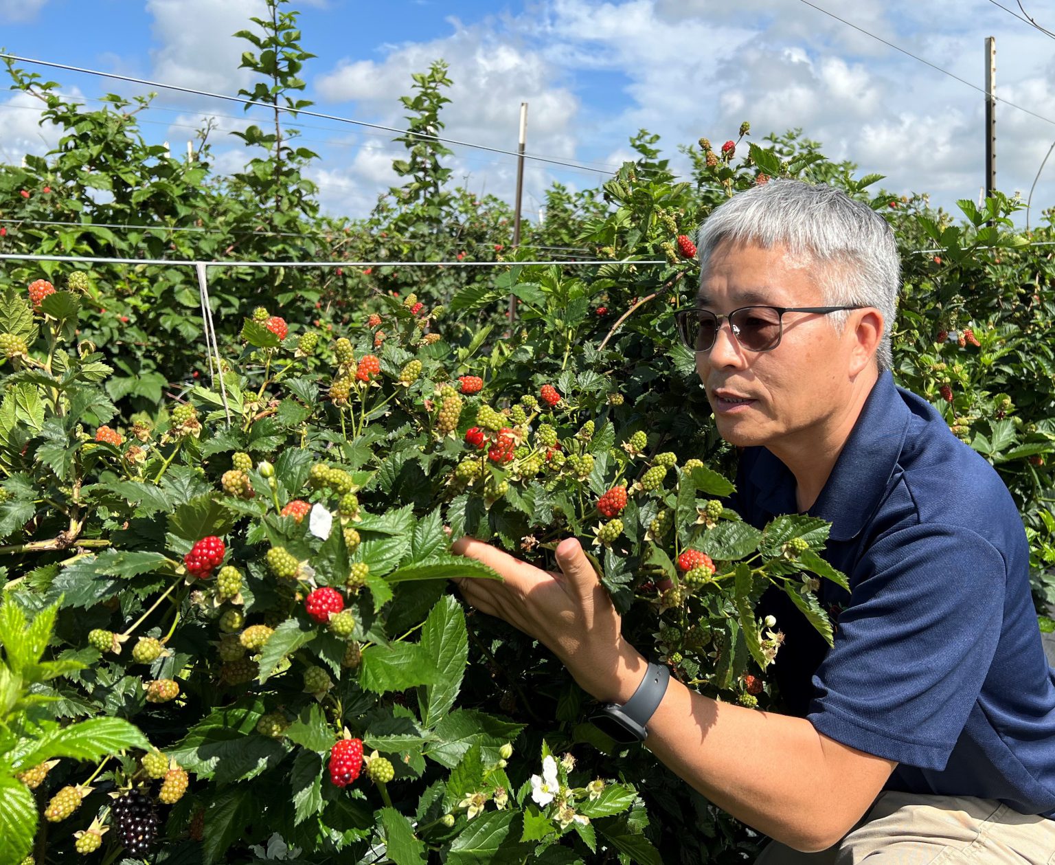 Tour an orchard as part of inaugural UF/IFAS blackberry growing ...