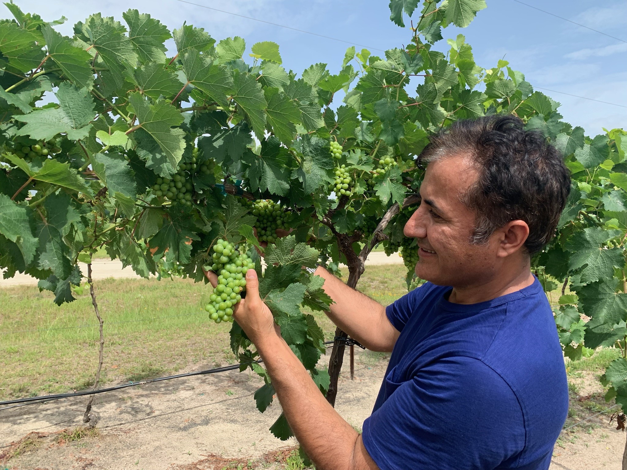 UF scientists finding grapes to grow in Florida; upcoming field day to ...