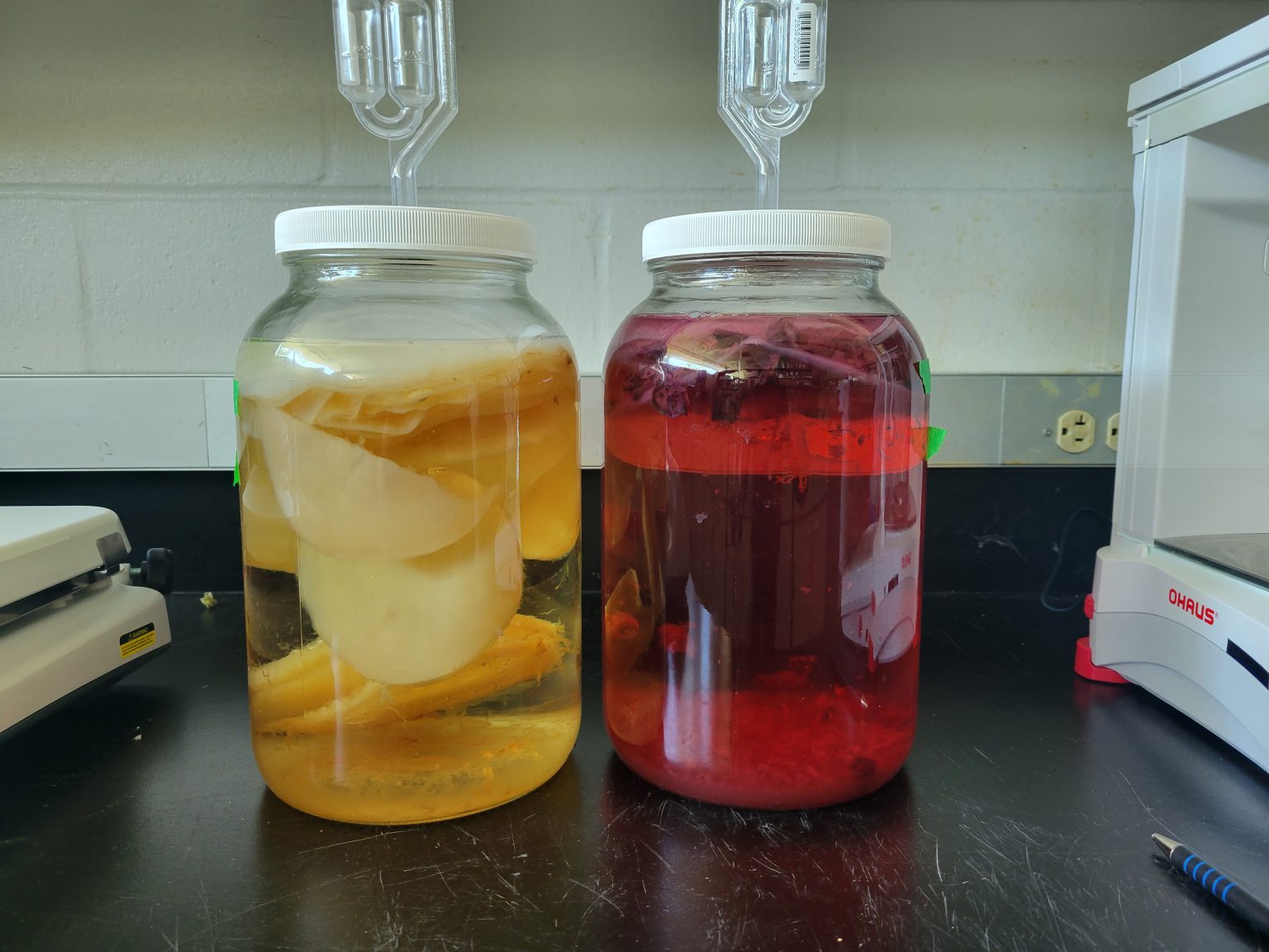 Food scientist explains kombucha’s growing appeal, how it’s made - News