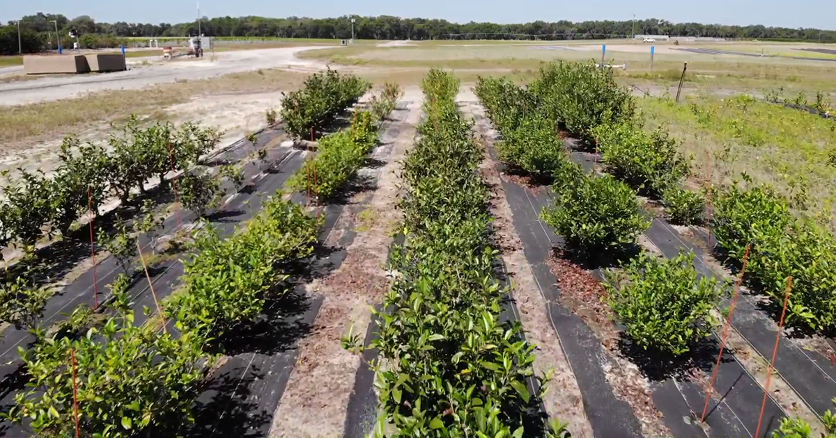 Florida’s next commodity: Tea? - News