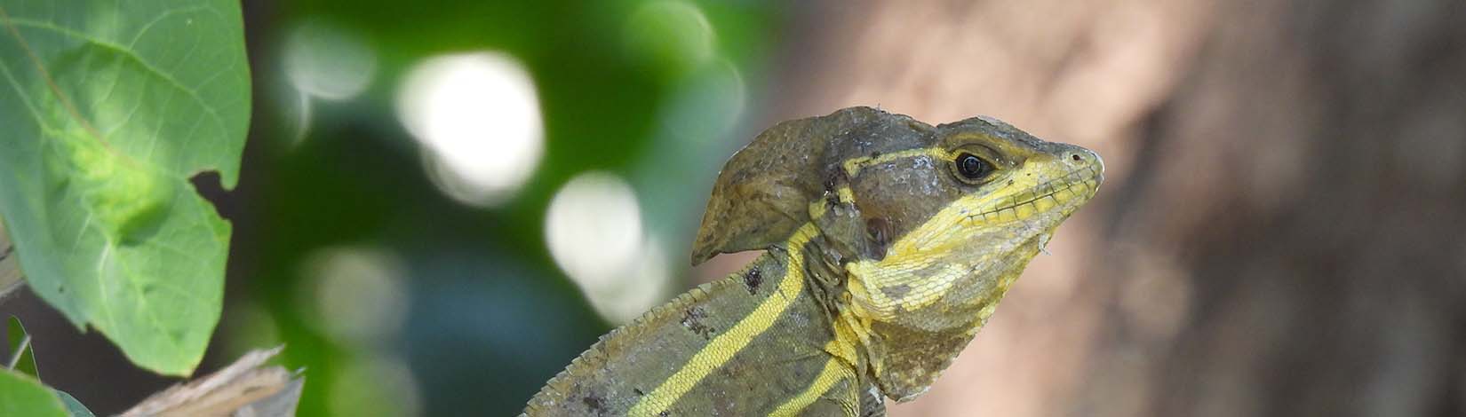 Nonnative lizard that appears to walk on water thrives in Florida - News