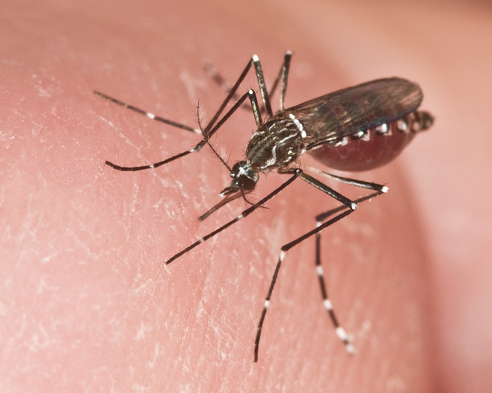 Lo que debe saber sobre los mosquitos después de un huracán - News