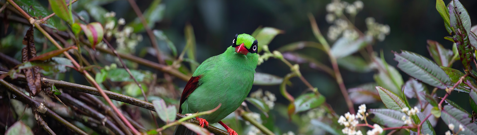 The world’s most colorful songbirds most likely to be traded - News