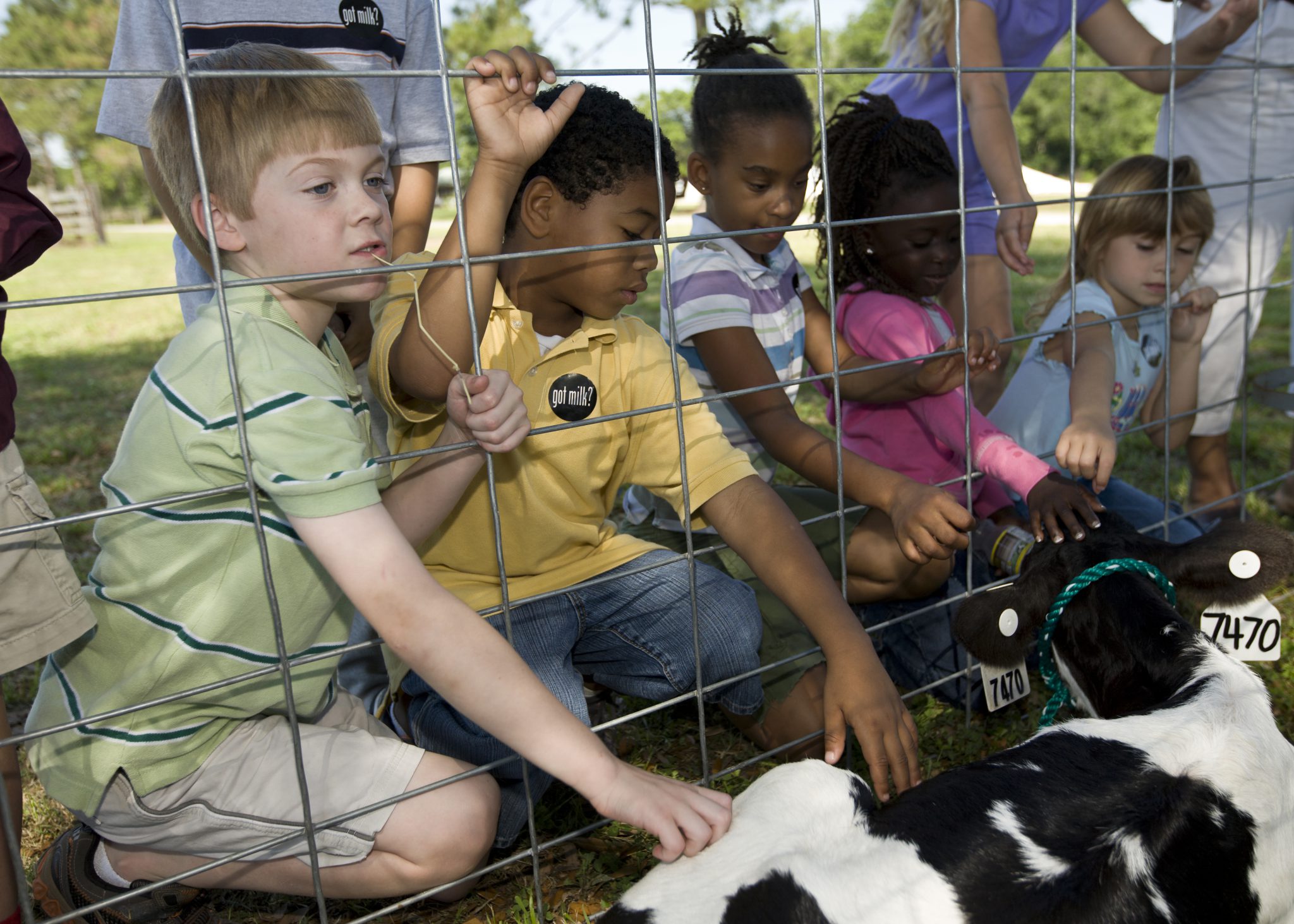 UF/IFAS St. Lucie Ag-Extension Fall Festival offers plants, petting zoo ...