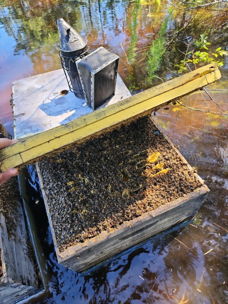 FAQs: Hurricane Ian impacts to beekeeping - News