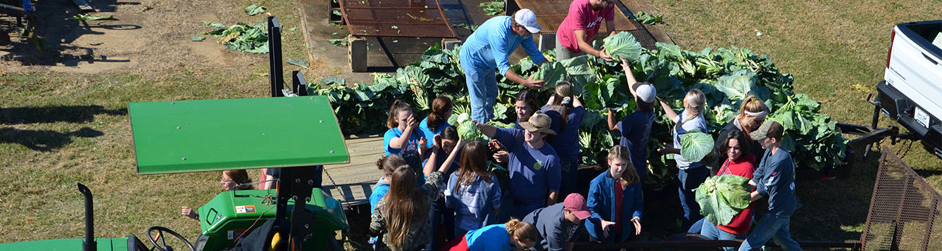 UF/IFAS research gives back food year-round - News