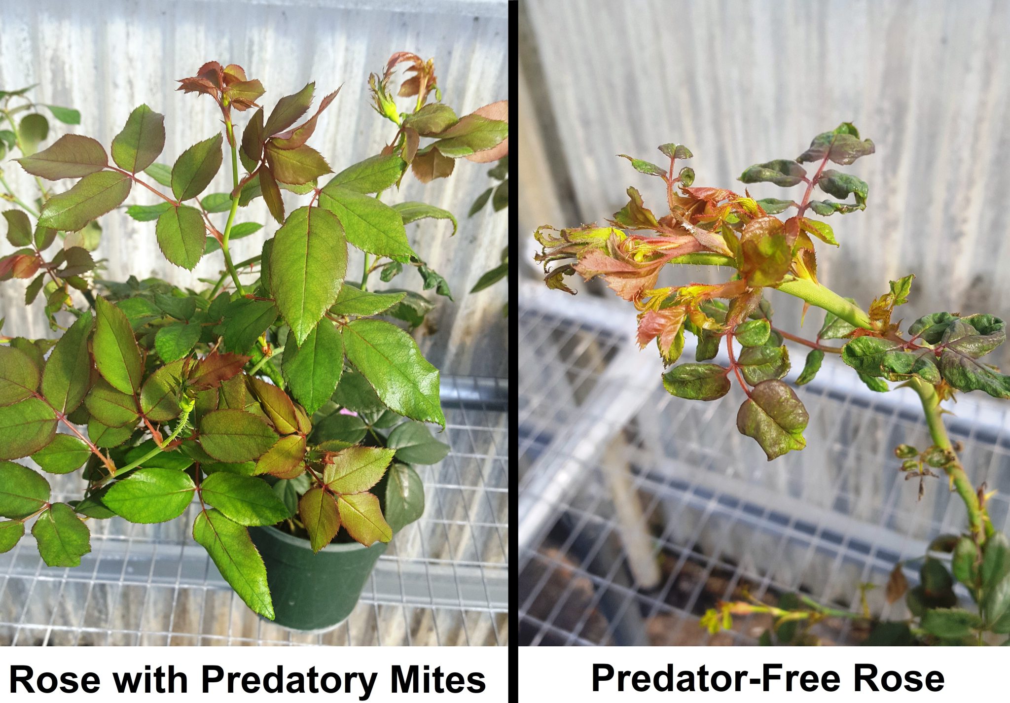 Banker plants effective for managing thrips on roses - Extra Mile Pest ...