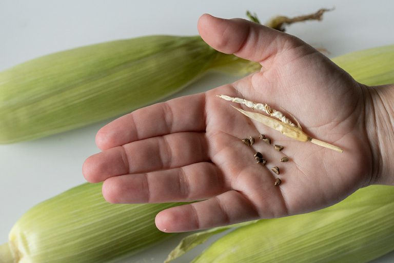 UF researchers discover missing piece in corn’s evolutionary history - News