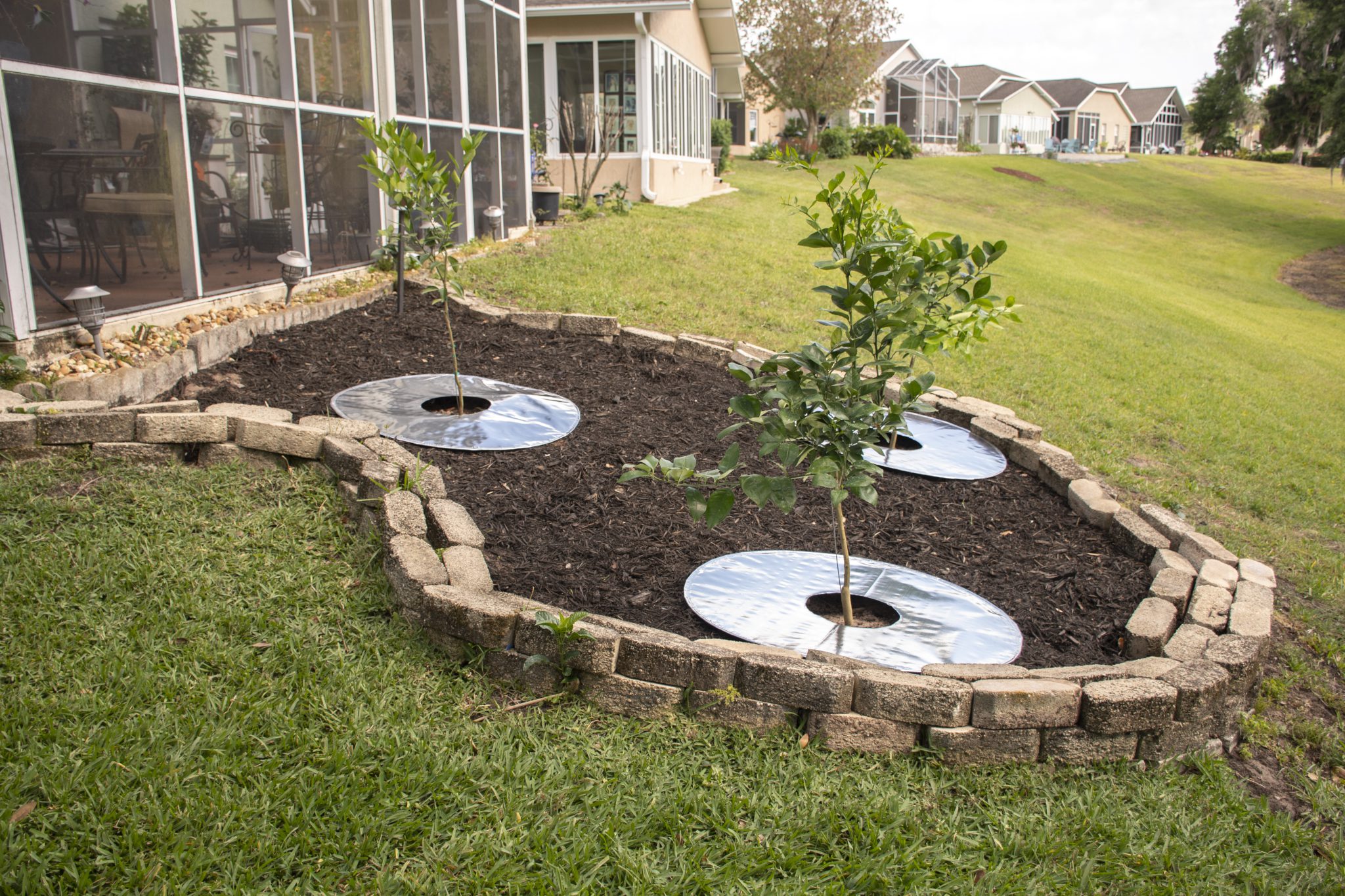 UF/IFAS launches new citrus program for home gardeners - News