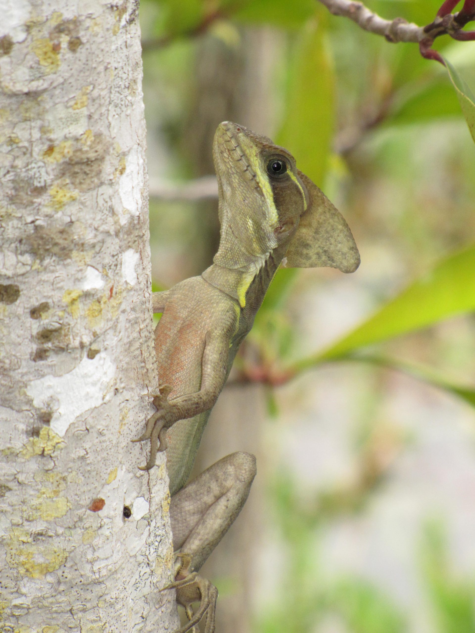 Scientists urgently seek Florida residents to report nonnative lizards ...