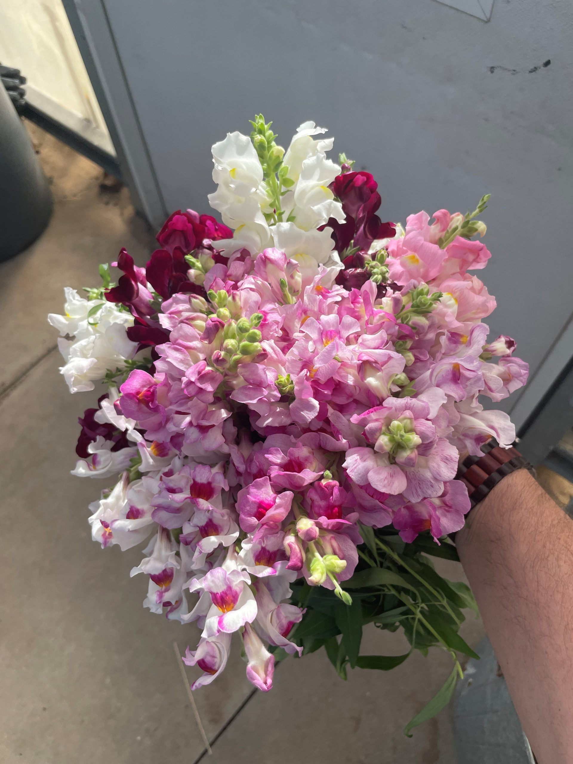 UF/IFAS plant breeders can play ‘Cupid’ for Valentine’s Day - News