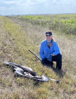 UF/IFAS scientists lure Burmese pythons using radio telemetry during ...