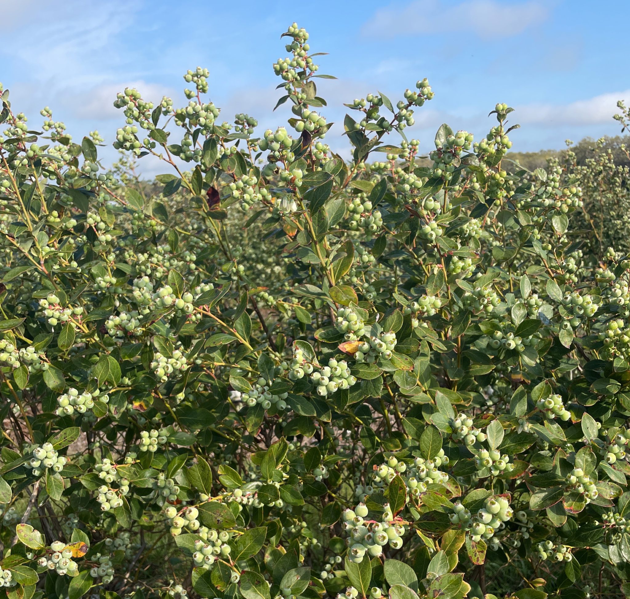 From U-pick to the grocery store, Florida’s blueberries make for a ...