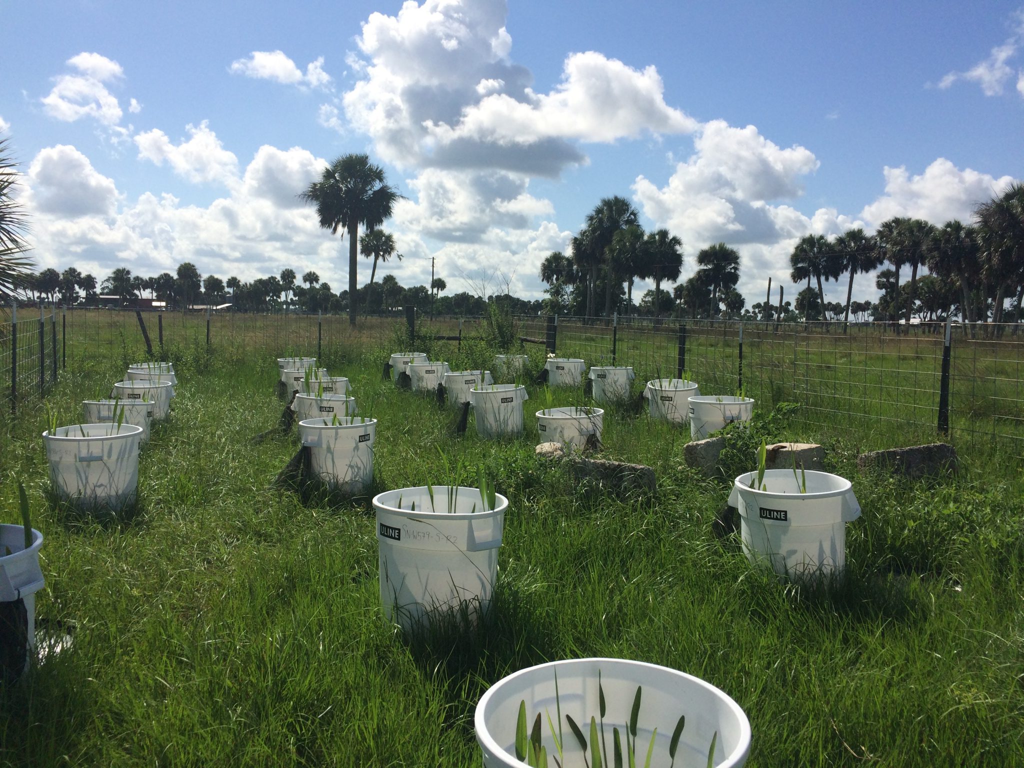 Invasive apple snails in your backyard, waterways? UF/IFAS study dives ...