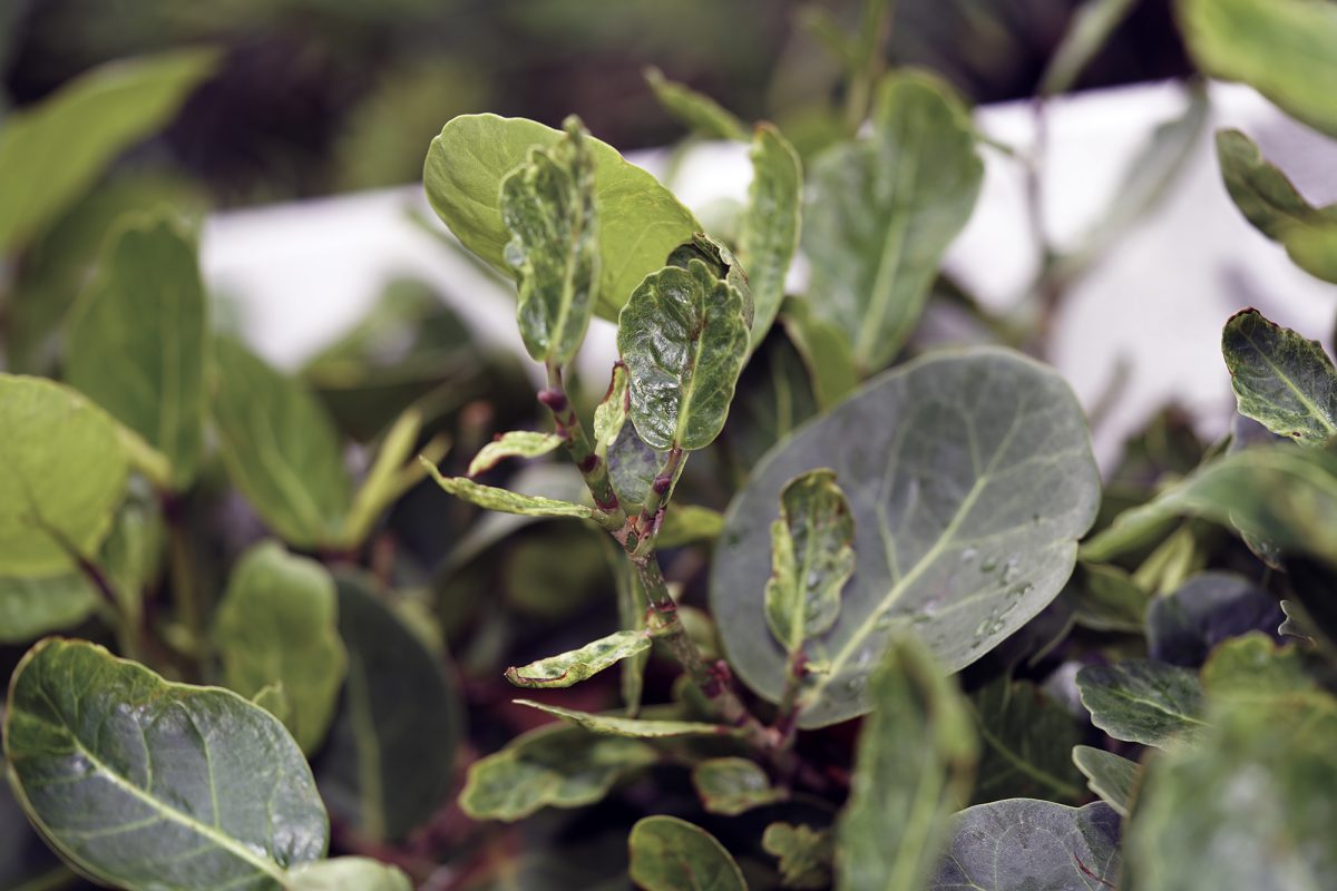 Scientists warn of invasive plant pest; say early detection, reporting ...