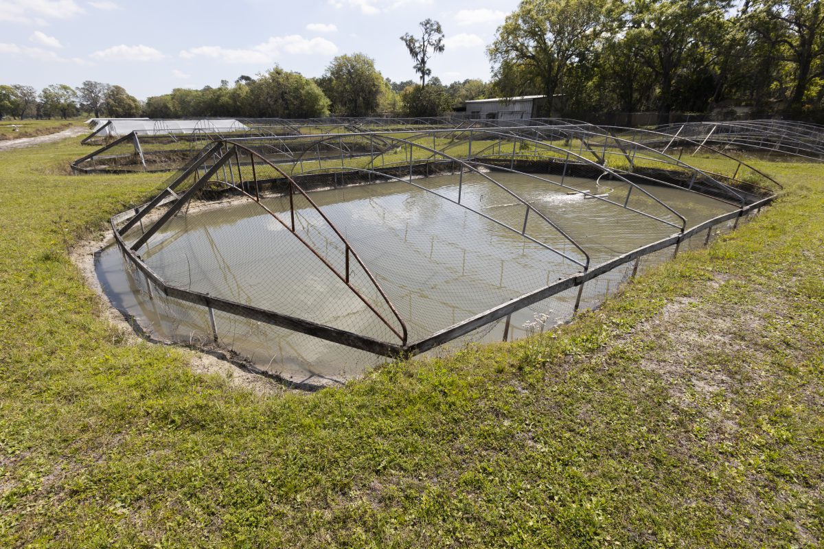 New director named for UF Tropical Aquaculture Lab, envisions expansion ...