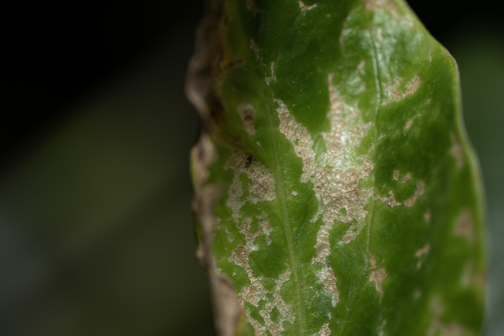 Scientists warn of invasive plant pest; say early detection, reporting ...
