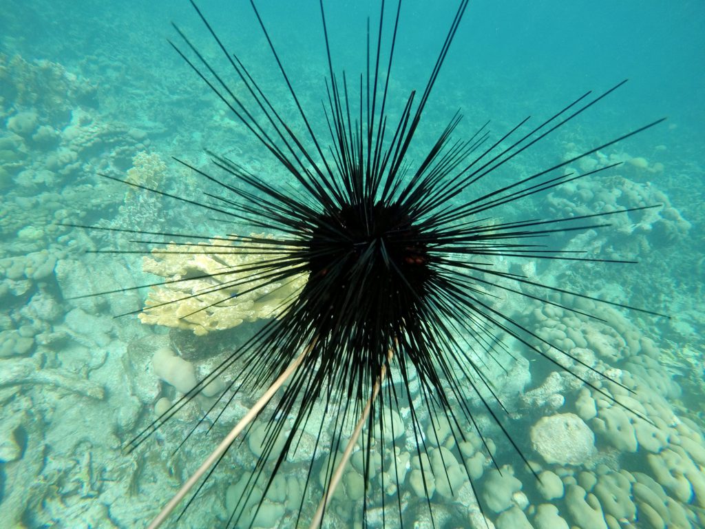 Scientists discover cause of sea urchin die-offs in the Caribbean: a ...