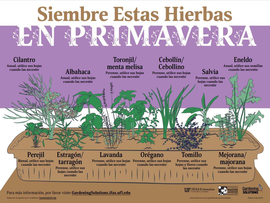 ¿Planea cultivar sus propias hierbas? Especialista de UF/IFAS le ofrece ...
