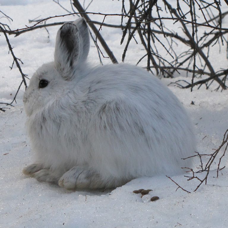 Timing of snowshoe hare winter color swap may leave them exposed in ...